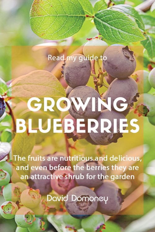 How To Grow Pink Lemonade Blueberries David Domoney
